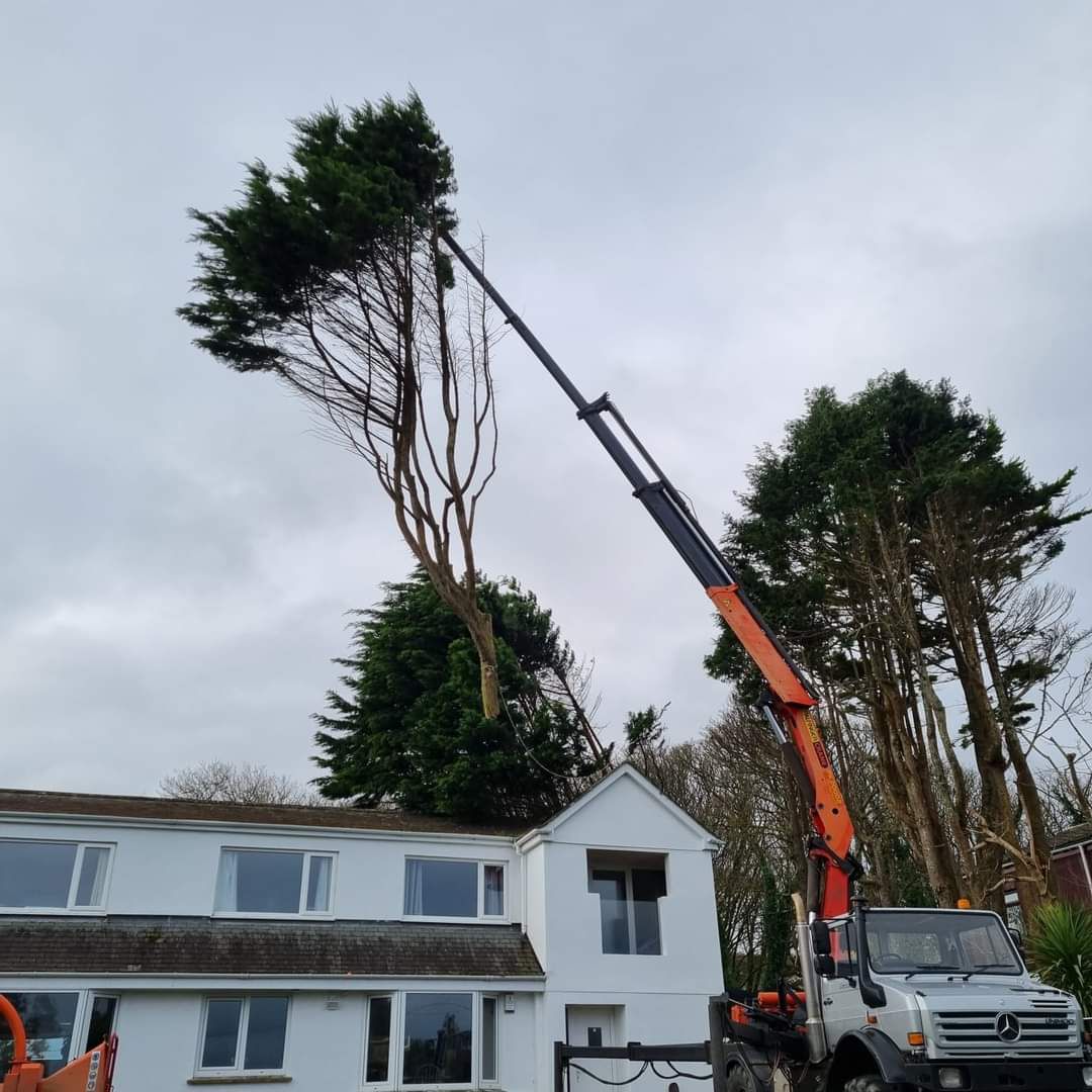 Gallery – Green Man Treeworks – Tree Surgery in Cornwall
